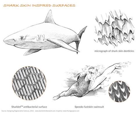 Shark Skin Inspired Surfaces Biomimicry In Action