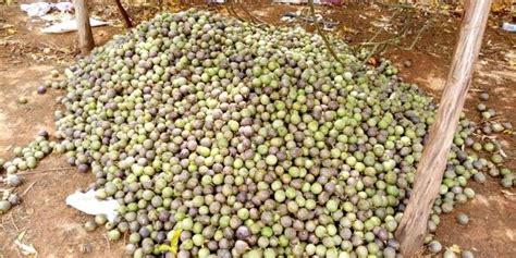 Sentongo John Paul Bbam M Cfip Ums Posted On Linkedin