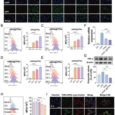 In Vitro Transfection Of Various Nuclei Acids By Tpns A The Download Scientific Diagram
