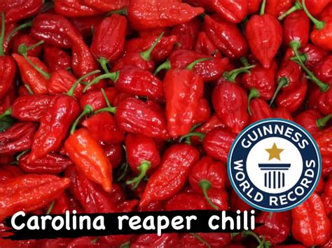 The Carolina Reaper The Worlds 2nd Hottest Chilli Pepper Shanto V