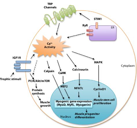 Figure 1 From Calcium Signaling In Skeletal Muscle Development Maintenance And Regeneration