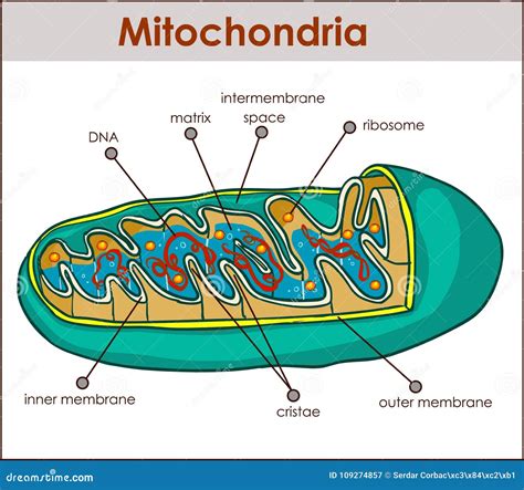 Vector Illustrator Of Cross Section Of Mitochondria Stock Vector Illustration Of Membrane