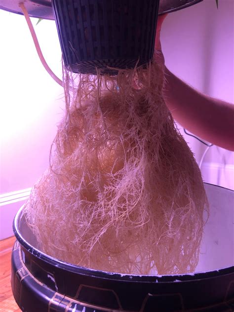 Roots R Hydroponics