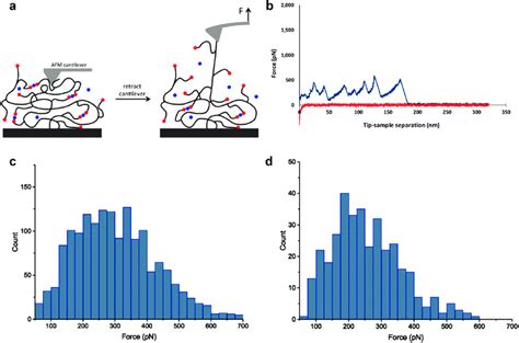 Single Molecule Force Spectroscopy Experiments Schematic Of The Download Scientific Diagram