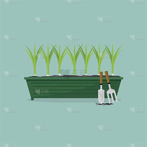 大葱培育载体插图