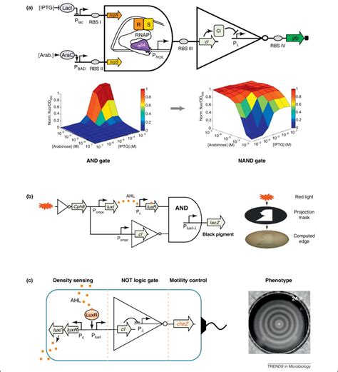 Customizing Cell Signaling Using Engineered Genetic Logic Circuits Trends In Microbiology