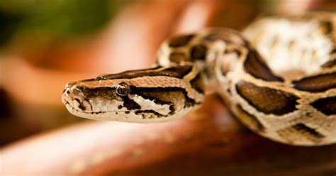 How The Burmese Python Mastered Extreme Adaptation Kera News