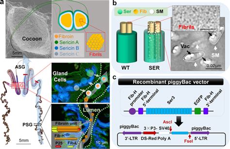 丝胶蛋白的异位表达可有效生产具有蚕结构变化的古蚕丝 Nature Communications X Mol