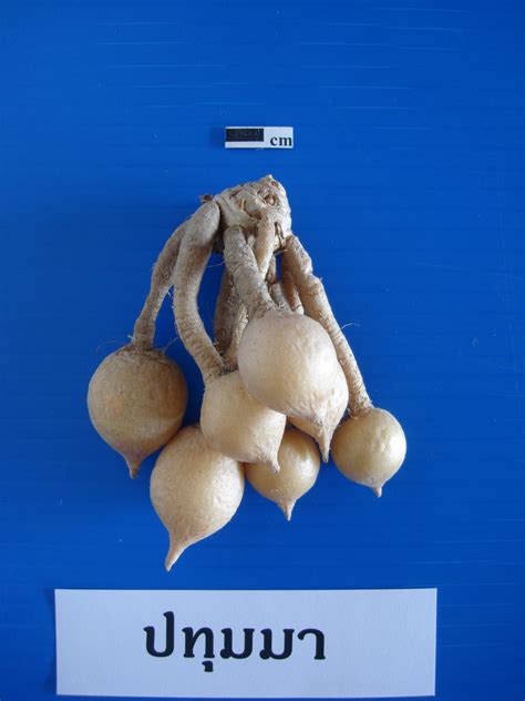 ปทุมมา Curcuma Alismatifolia เป็นพืชวงศ์ขิงข่า Zingiberaceae มีลำต้นอยู่ใต้ดิน เรียกว่าไรโซม