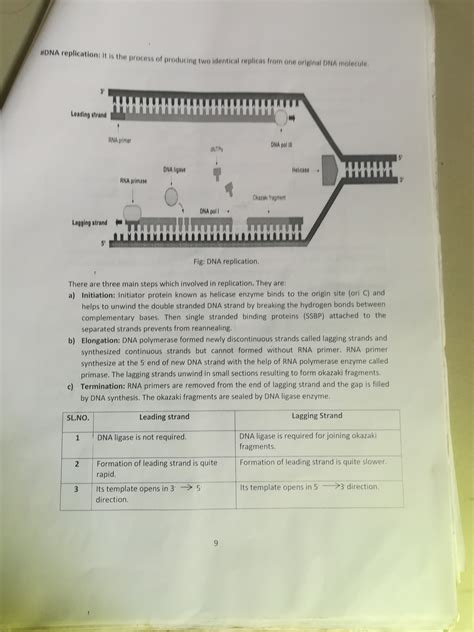 Dna Replication Enzymes Notes At Peggy Rios Blog