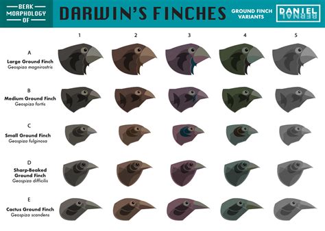 Daniel Bernal Beak Morphology Of Darwins Finches