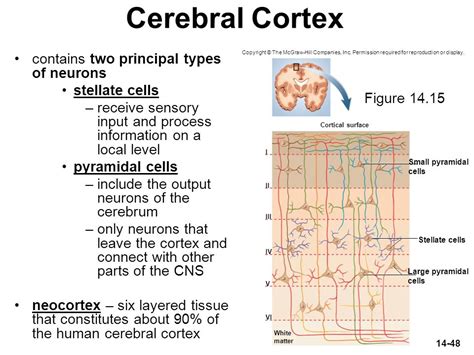 Chapter 14 Lecture Outline Ppt Download