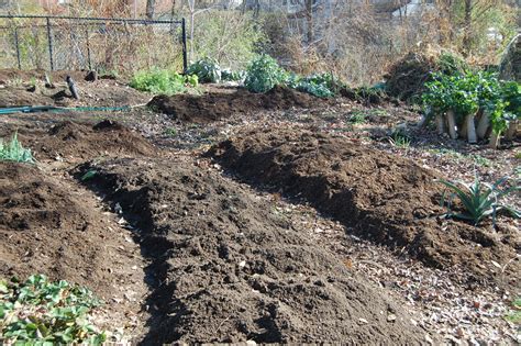 Midwestern Garden Winter Catch Crops