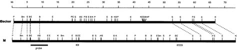 Comparison Of The Restriction Map Of The Chromosome Region Containing