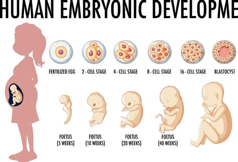 Diagram Showing Human Embryonic Development 8336999 Vector Art At Vecteezy