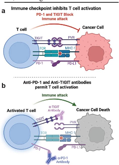 Pdf Dual Blockade Of Inhibitory Immunoreceptors Tigit And Pd 1