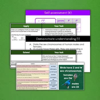 More About Inheritance Lesson Bundle GCSE By CMGs Science Lessons