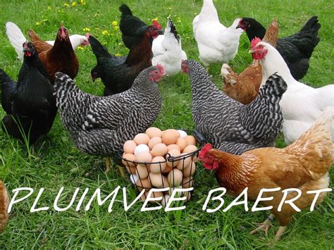 Pluimvee Bart