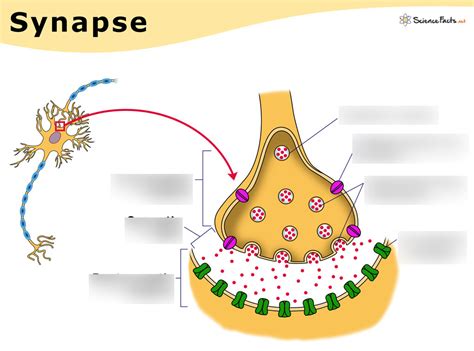 Anatomy Diagram Of Synapse Diagram Quizlet