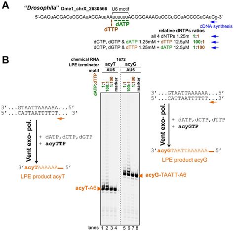 Retrotransposon Slippage Candidate Genes A Sequence Of The