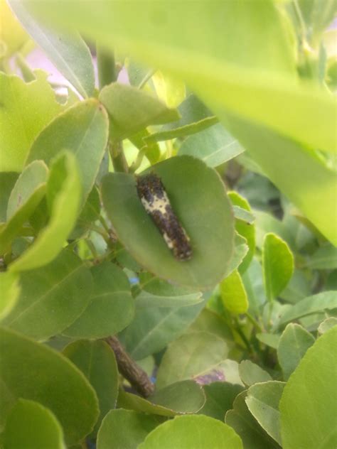 Identification How Can I Remove Leaf Eater Insect From The Lemon