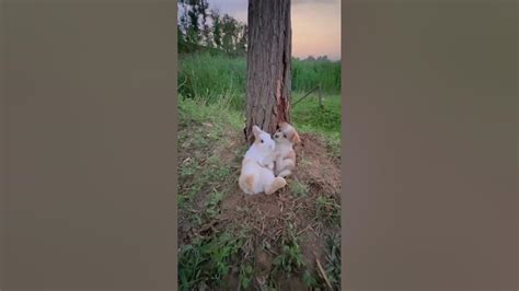 ارنب كيوت Youtube