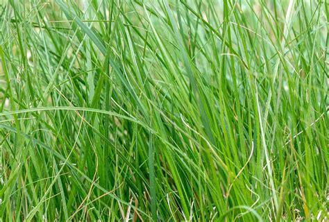 Buffalo Grass A Low Maintenance Lawn Option