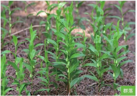 小玉竹 铁岭植物 图片