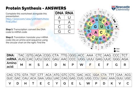 Protein Synthesis Answers Worksheet