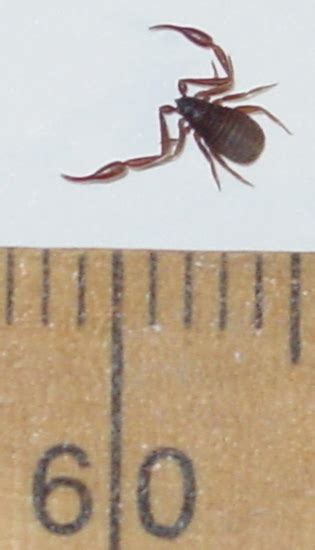 How Are Pseudoscorpions And Real Scorpions Alike Unraveling The