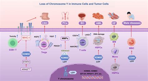 Sex Differences In Disease Sex Chromosome And Immunity Pmc