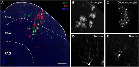 Cell Press Star Protocols