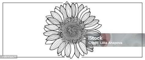 해바라기 흑백 벡터 그림입니다 장식 디자인 엽서 명함 프리젠테이션을 위한 삽화 해바라기에 대한 스톡 벡터 아트 및 기타 이미지