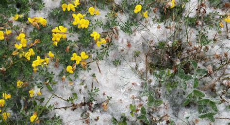 11 Dwarf Willow Stock Videos Footage And 4k Video Clips Getty Images
