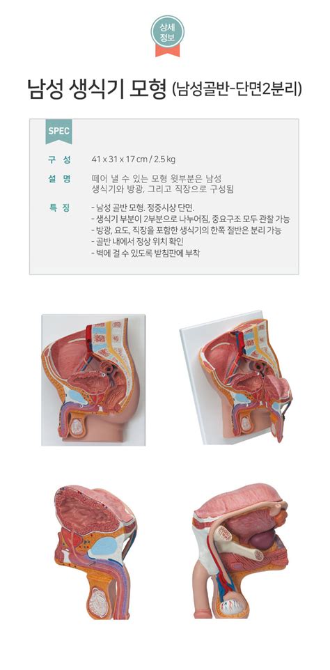 남성 생식기 모형남성골반 단면2분리 보건안전교통 교육을품은쇼핑 티팡