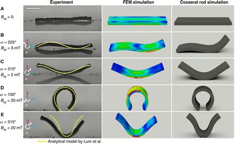 Fig S1 Static Cosserat Rod Simulation Results And Corresponding