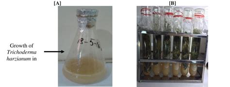 Growth Of Trichoderma Harzianum In Potato Dextrose Broth And Potato Download Scientific Diagram