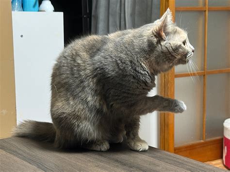 그루밍 해야 하는데