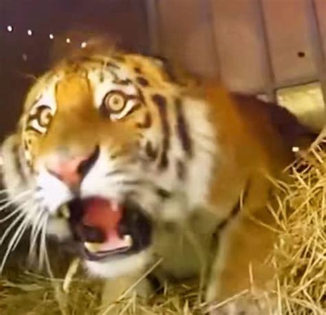 Funny Tiger Meme Laughing Tiger