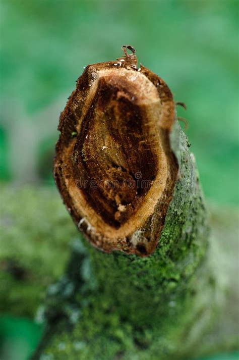 Broken Branch Stock Photo Image Of Virgin Green Fell