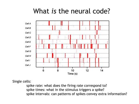 Ppt What Is The Neural Code Powerpoint Presentation Free Download