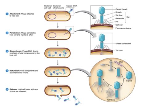 Lytic Cycle Detailed Exploration Of Phage Multiplication Processes