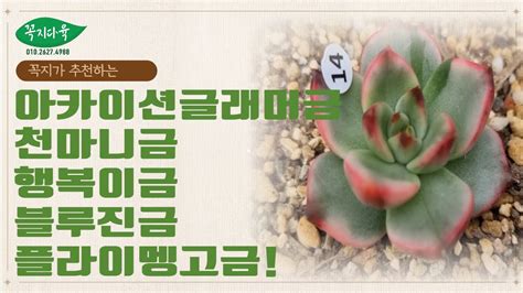 10월4일 이쁜금들 이쁜가격꼭지가 추천하는 핫한 금다육 Youtube