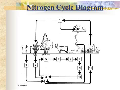 Blank Nitrogen Cycle Worksheet