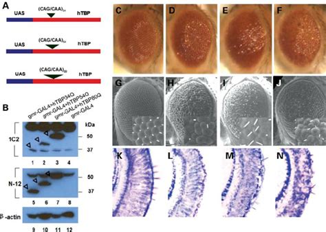 Eye Phenotype Induced By Htbp In Drosophila A Schematic Diagrams