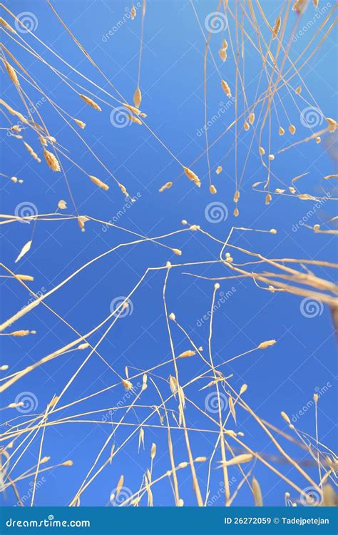Dry Grass And The Sky Stock Image Image Of Cereal Meadow 26272059