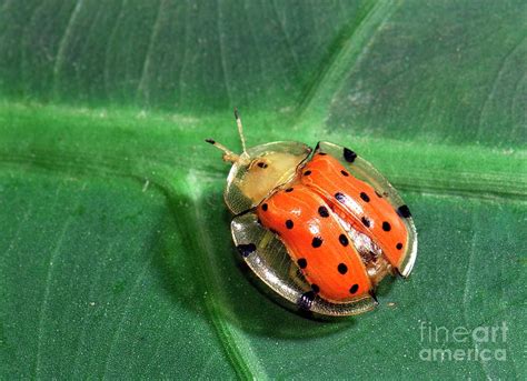 Tortoise Shell Beetle