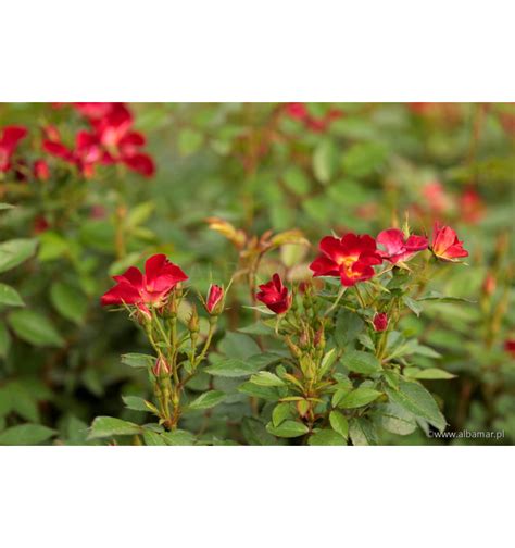 Róża Everglow Ruby Rosa Albamar