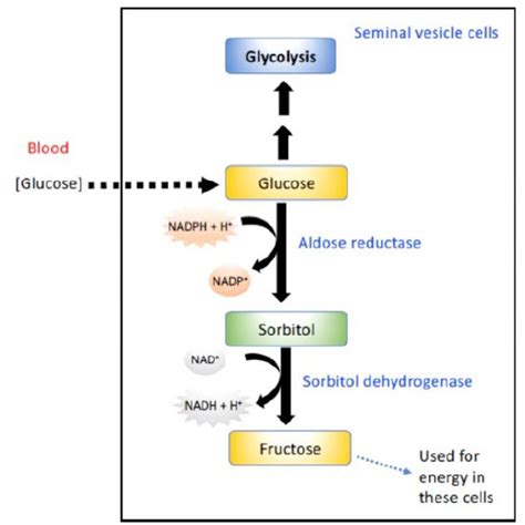 Sorbitol Pathway