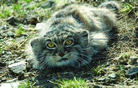 Pallass Cat Showing Its Typical Behaviour When Threatened It Remains